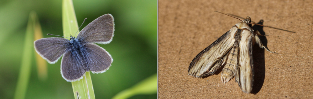 M25 ‘Stepping Stones’ - Connect Plus