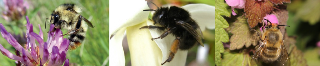 World Bee Day 2023 - Connect Plus